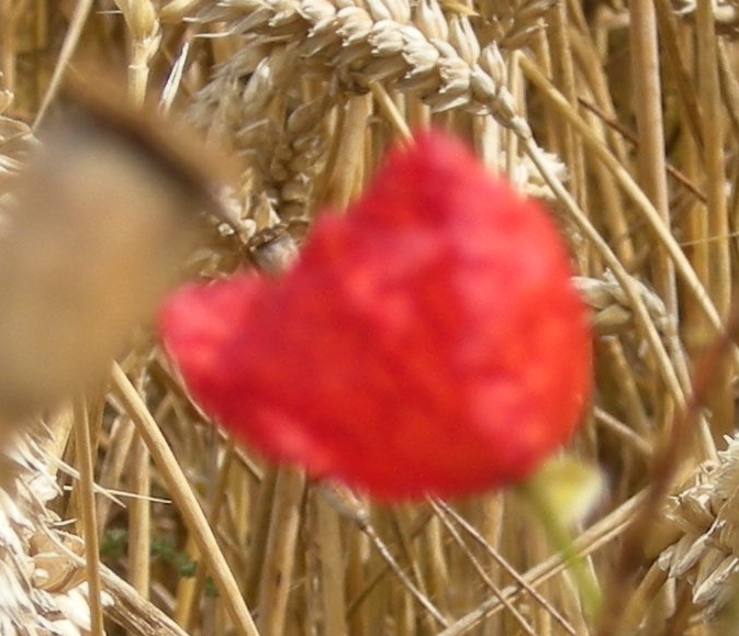 A type of Spanish grass – Lois Elsden