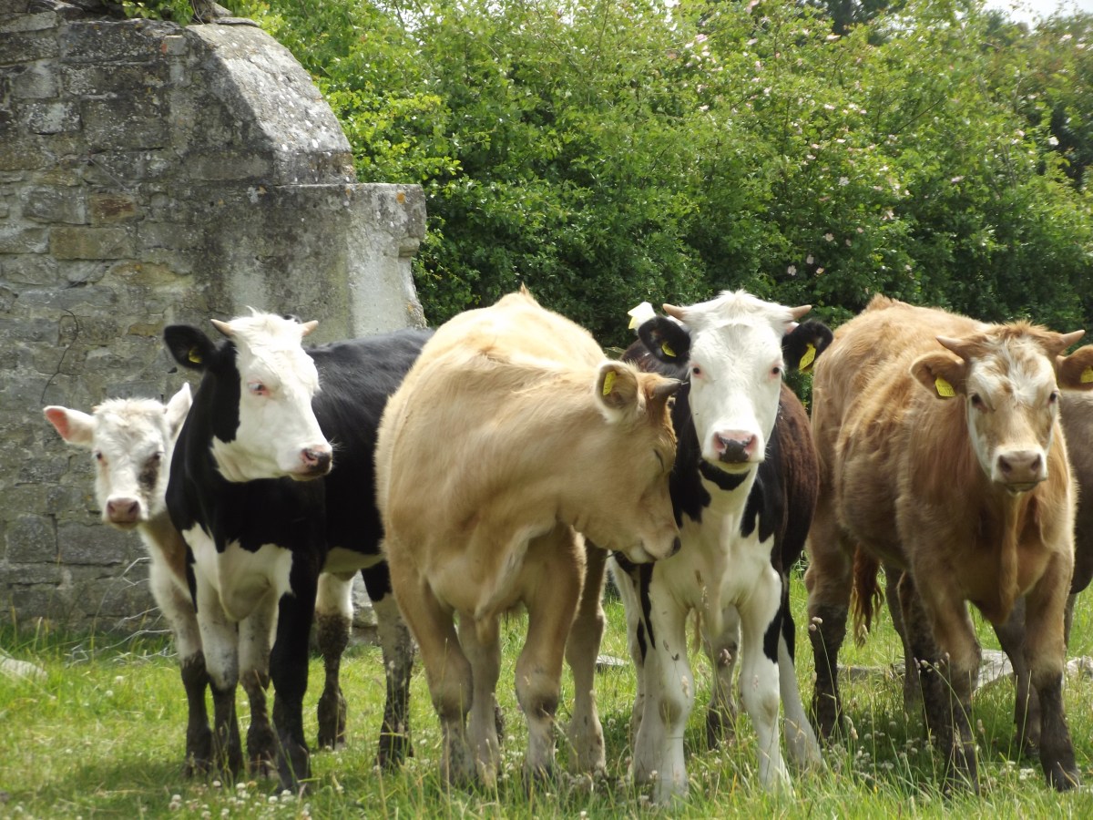 Old Scots recipes – Lois Elsden